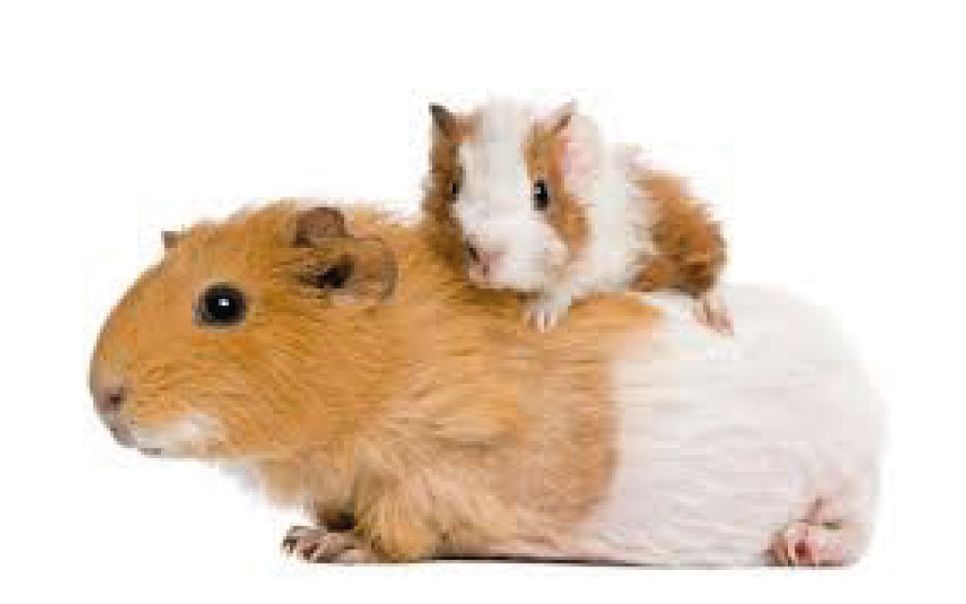 5 CURIOSIDADES sobre filhotes de Porquinho da índia - Clínica ...