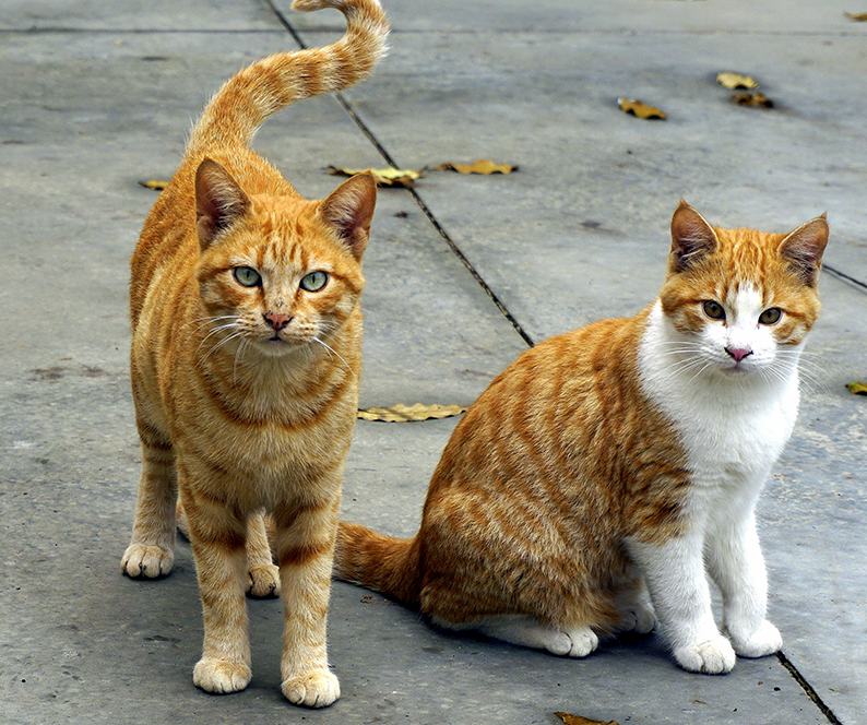 FIV (Vírus da Imunodeficiência felina) - Clínica Veterinária em Porto ...