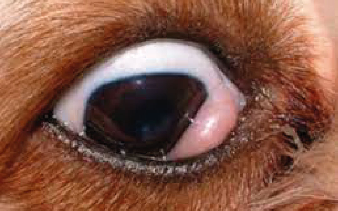 Blog - Clínica Veterinária em Porto Alegre | Zoomed